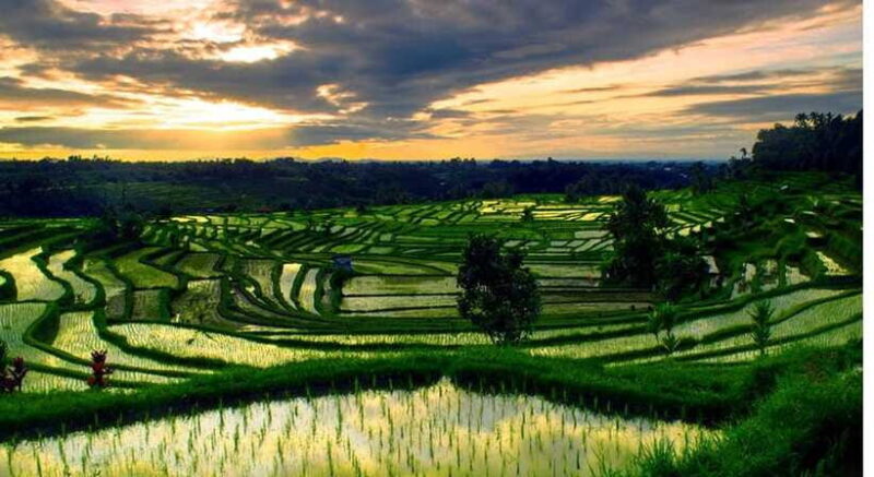 Bali: Jatiluwih Rice Terraces, Water Temple, Waterfall Tour - Authentic Experiences and Traveler Feedback
