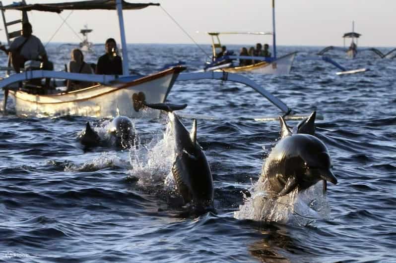 bali/lovina: See Dolphin, Hidden Hill, Waterfalls and Lunch - Transportation, Duration, and Group Size