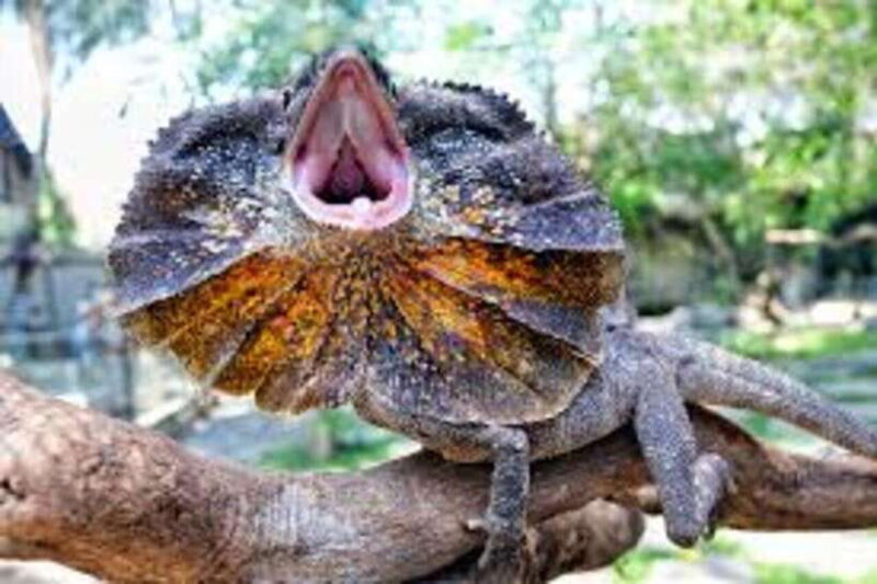 Bali Reptile Park 1-Day Admission Ticket - Practical Tips for Visitors