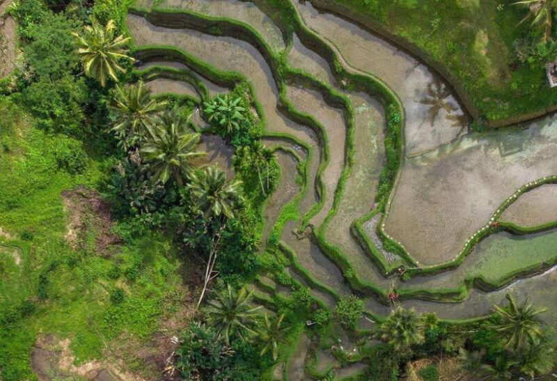 Bali: Rice Terrace & Volcano Tour with Penglipuran Village - What Travelers Say