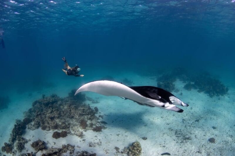 Bali Sanur: Snorkeling day trip to Nusa Penida 3 sites - The Value and Price: Is It Worth It?