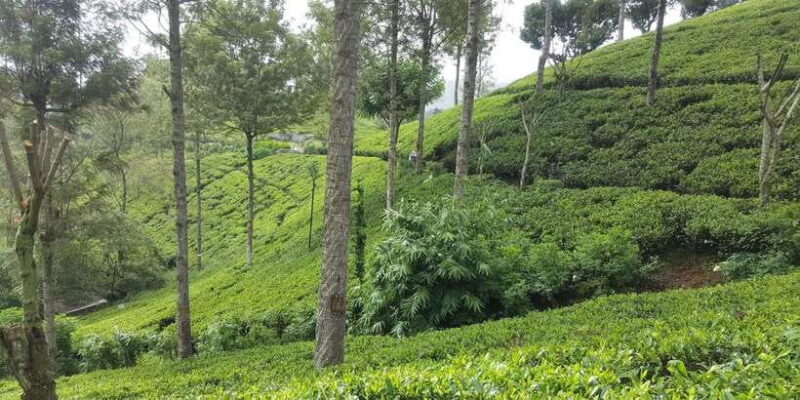 Bentota/Kalutara/Hikkaduwa: Day Trip to Ella Highlands - FAQs