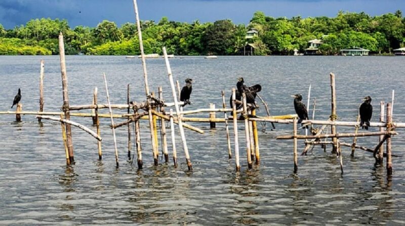Bentota River Safari -Ahungalla/Bentota/Aluthgama/Kosgoda - The Transport & Comfort Factor