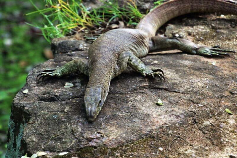 Bentota Village tour, River Safari with Westcoast - Who Will Love This Tour?