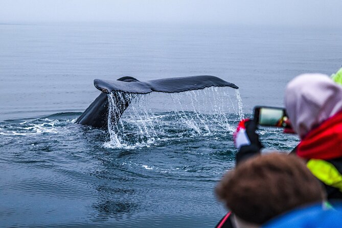 Big Whales & Puffins RIB boat tour from Húsavík - FAQs