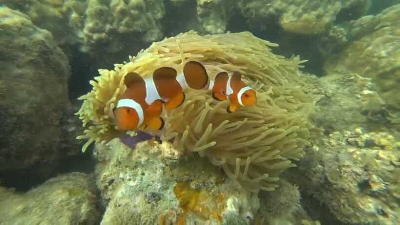 Bintan Snorkeling - Who Should Consider This Tour?
