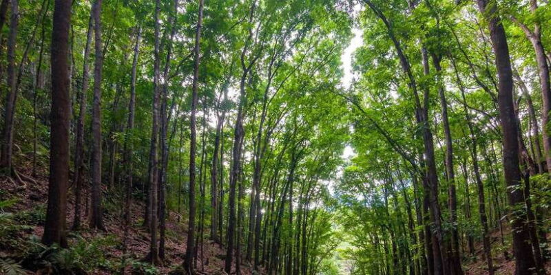 Bohol: Countryside Tour with Loboc (Buffet Lunch) - FAQs