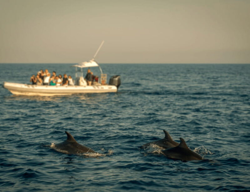 Bohol: Panglao Island Hopping & Dolphin Watching Tour - What Travelers Should Know Based on Reviews