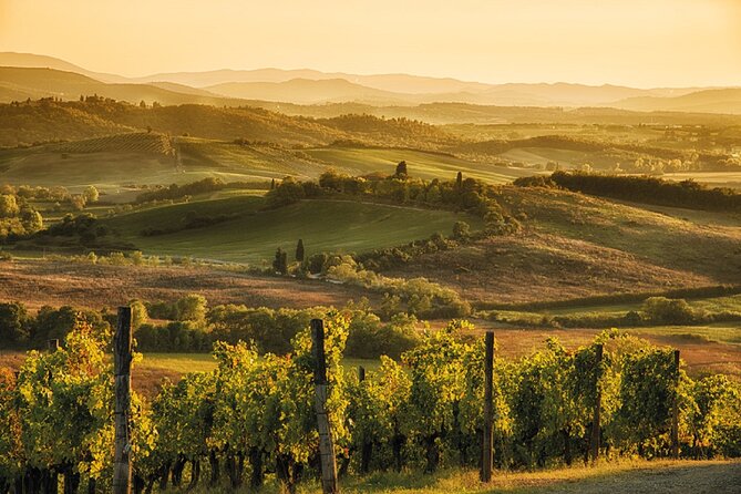 Brunello Wine Tasting from San Gimignano - Who This Tour Is Best For