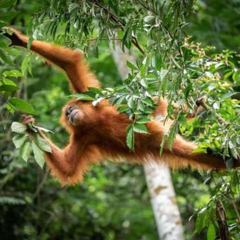Bukit Lawang: A Unique Wildlife Tour & Overnight into Jungle - The Value Proposition