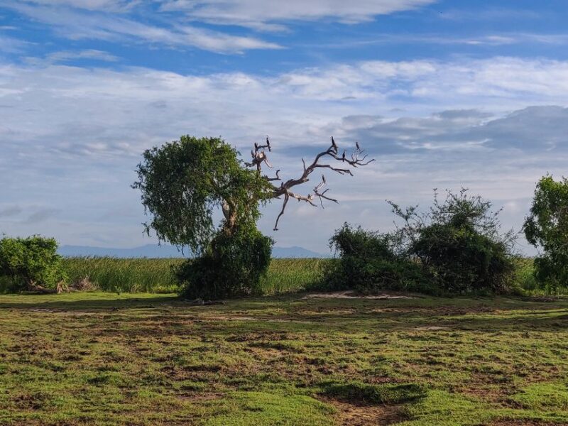 Bundala National Park: 3-Hour Morning or Evening Safari - Additional Considerations