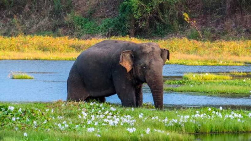 Bundala National Park Safari from Hikkaduwa - Who Is This Tour Best Suited For?
