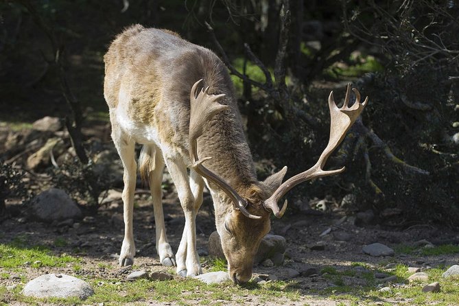 Cagliari: Is Cannoneris Nature Reserve Jeep and Walking Private Tour from Chia - FAQ