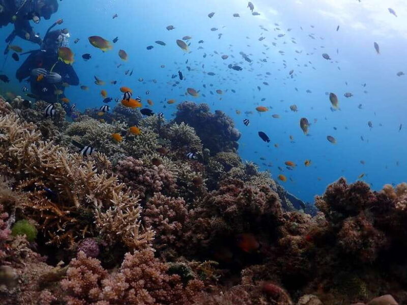 Cebu: Beach Scuba Diving Experience - Final Thoughts