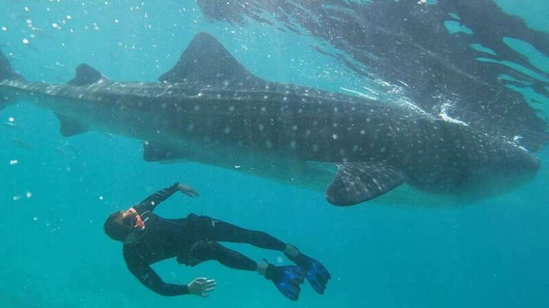 Cebu Group Tour: Whaleshark Watching & Kawasan Canyoneering - The Sum Up