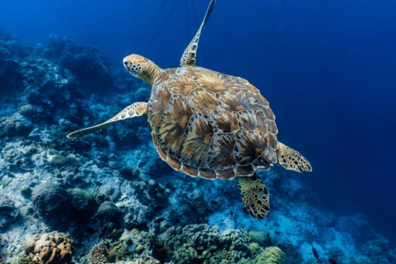 Cebu: Moalboal Sardine Run, Turtles & Oslob Whale Shark Tour - Final Thoughts