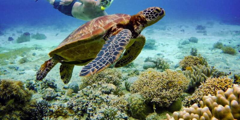 Cebu: Moalboal Sardines & Turtle Snorkeling and Canyoneering - Value and Pricing: What You Get for $157