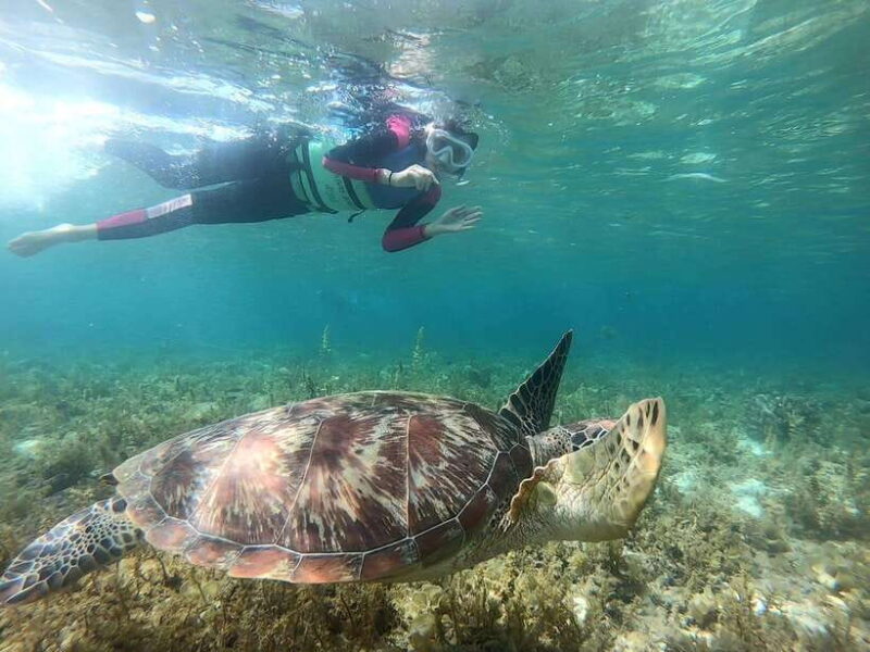 Cebu: Moalboal Snorkeling and Kawasan Falls Canyoneering - Authentic Experiences and Real Impressions