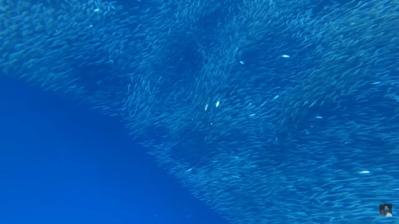 Cebu: Oslob Whale Shark and Moalboal Snorkeling Adventure - FAQ