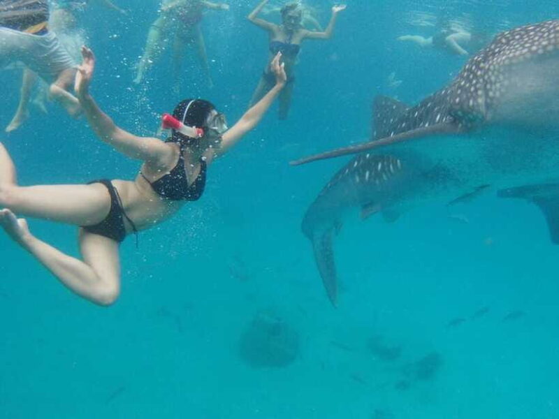 Cebu: Oslob Whale Shark Swimming and Tumalog Falls Tour - Transportation and Group Size