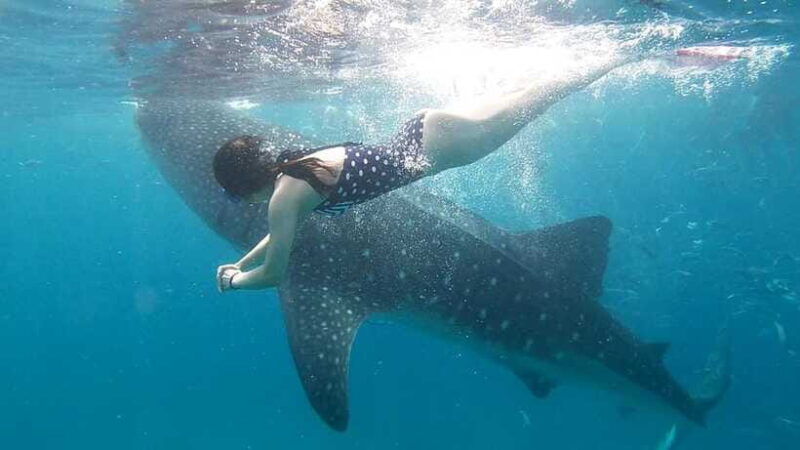 Cebu: Oslob Whale Shark Watching Tour with Hotel Transfer - The Real Value of This Tour