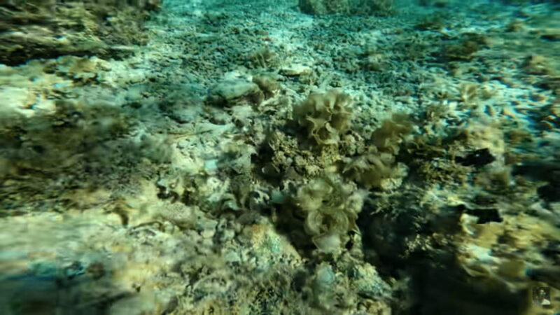 Cebu: Osmeña Peak Hike and Moalboal Snorkeling Escape - Final Thoughts: Is It Worth It?