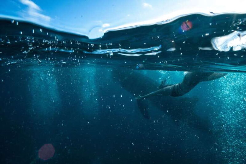 Cebu: Private Sumilon Island & Optional Whale Shark Swim - FAQ