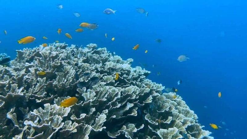 Cebu: Whale Shark Swim, Kawasan Falls & Moalboal Sardine Run - Final Thoughts