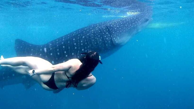 Cebu: Whale Shark Watching & Aguinid Falls Tour opt Lunch - Frequently Asked Questions