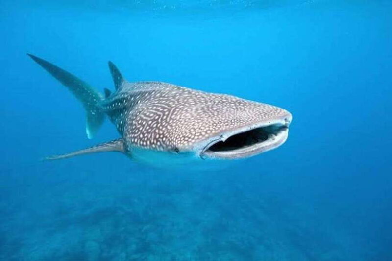 Cebu: Whaleshark Encounter, Tumalog Falls, & Monkey Viewing - Practical Tips for Travelers
