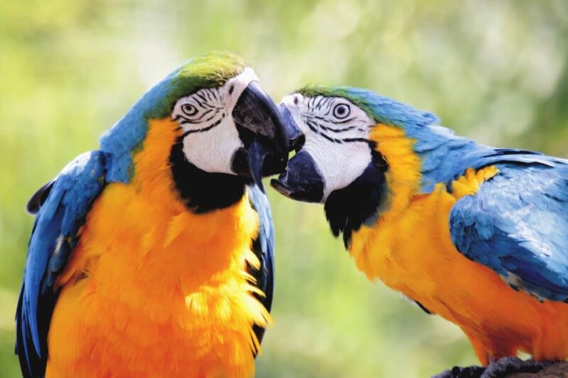 Cebu:Cebu Safari Adventure Park Day Trip - Pricing and Value