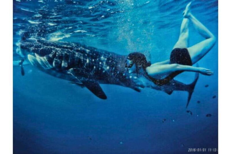 Cebu:Whale Shark, Waterfall, and Sardine Run Group Tour+Meal - Final Thoughts