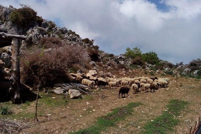 Chania Shore Excursion to the White Mountains - Who Should Book This Tour?