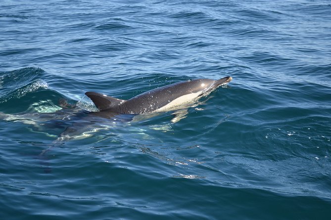 Cheapest Family Friendly Boat Trip From Vilamoura Algarve - Final Thoughts