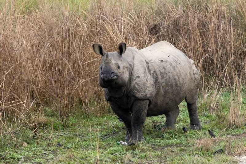 Chitwan Jungle Safari - 2 nights / 3 days - Frequently Asked Questions