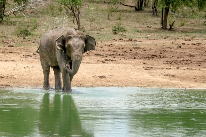 Colombo/Negombo: Sigiriya, Kandy, Ella 3-Day Trip with Train - Who Is This Tour Best For?