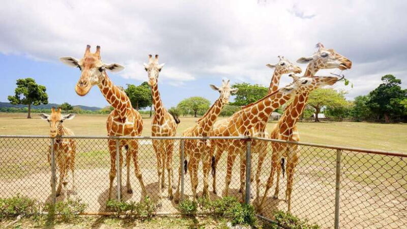 Coron: Black Island & Calauit Private Safari Tour - What Travelers Say