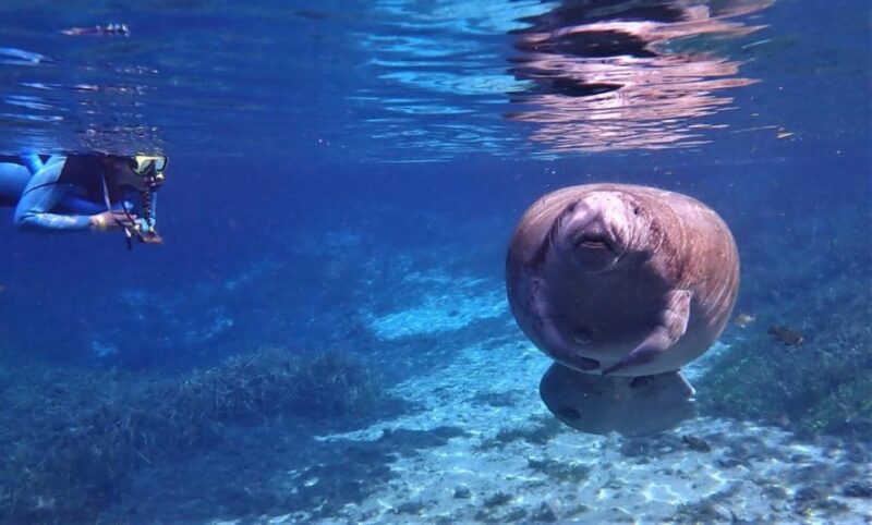 Crystal River: VIP Kayak and Swim with Manatees Tour - Is This Tour Worth It?