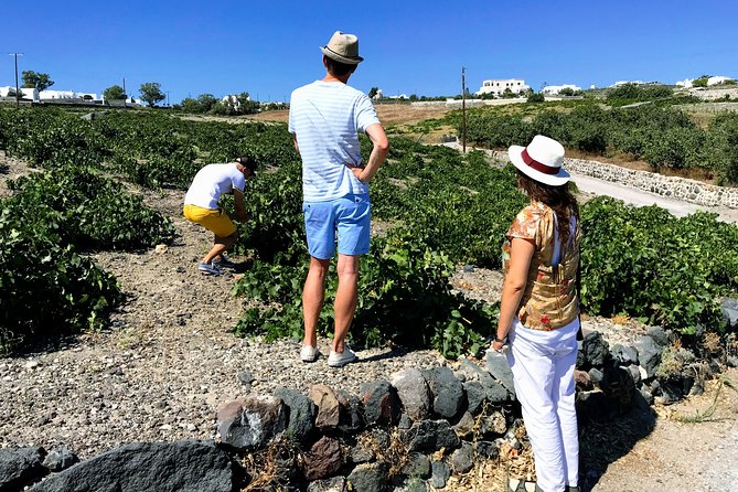 Discover Local Santorini Wine & Tasting - Frequently Asked Questions