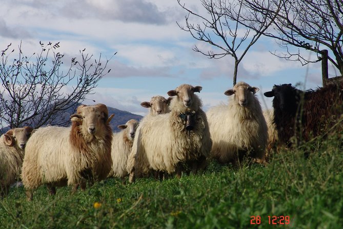 Discover the Art of Idiazabal Cheese in the Basque Country - FAQs