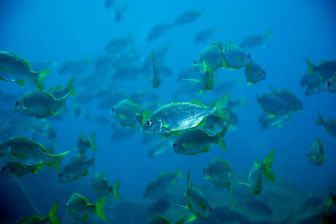 Diving Adventures - Boat and Shore Diving - The Experience in Action: From Check-In to Underwater