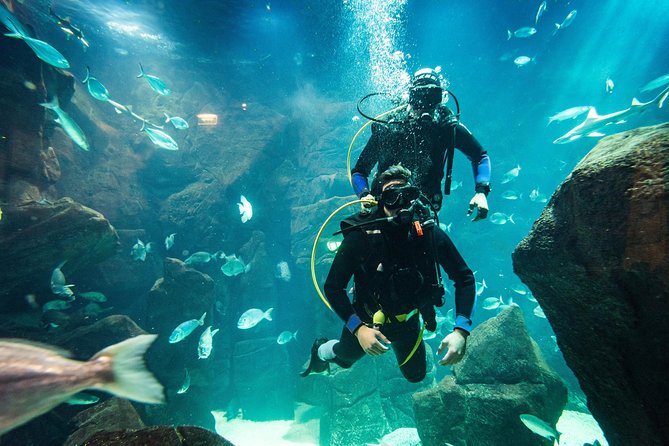 Diving in the Madeira Aquarium - Our Overall Take