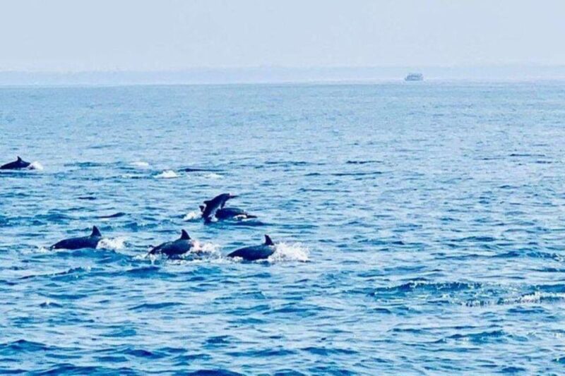 Dolphin Watching in Kalpitiya - Practical Tips for Your Dolphin Watching Trip