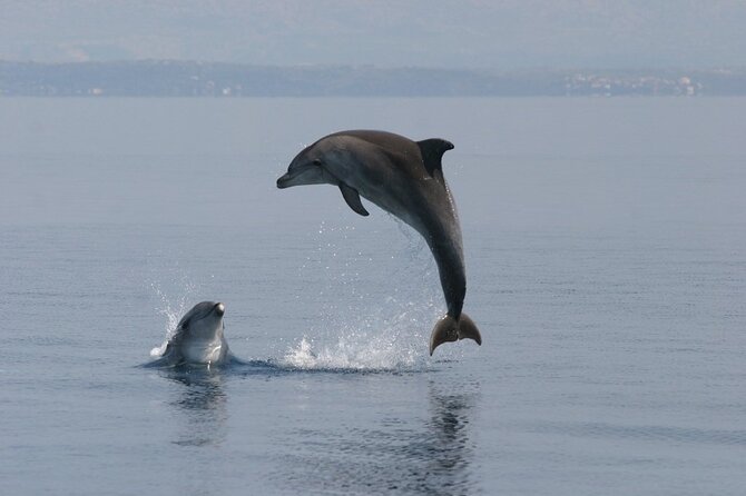 Dolphin Watching & Sunset Boat Tour With Dinner and Drinks - Final Thoughts