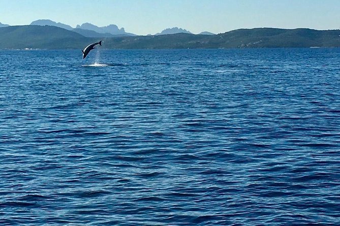 Dolphin Watching Tour - from Golfo Aranci - Who Should Consider This Tour?
