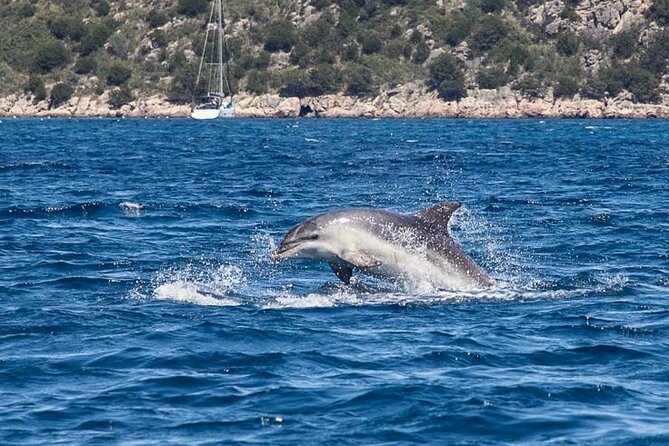 Dolphins Circus tour in Small group - Frequently Asked Questions