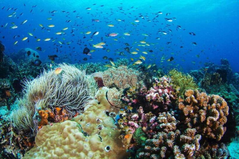 Dumaguete: Apo Island Snorkeling and Hiking Joiners Tour - FAQs
