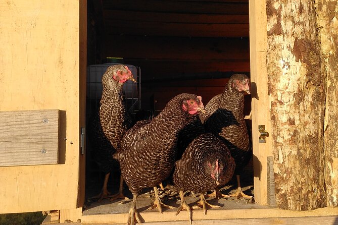 Educational visit of a Certified Organic Micro Farm in Trancoso - FAQ