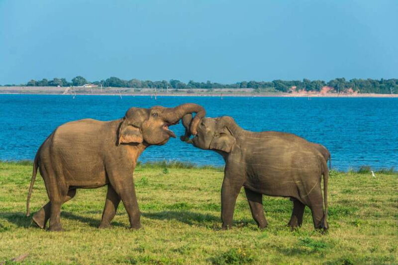 Elephant Jeep Safari at Minneriya National Park - FAQ