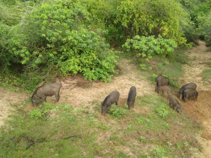 Ella: Transfer to Mirissa/Galle/Hikkaduwa & Udawalawe Safari - Practical Tips for Travelers